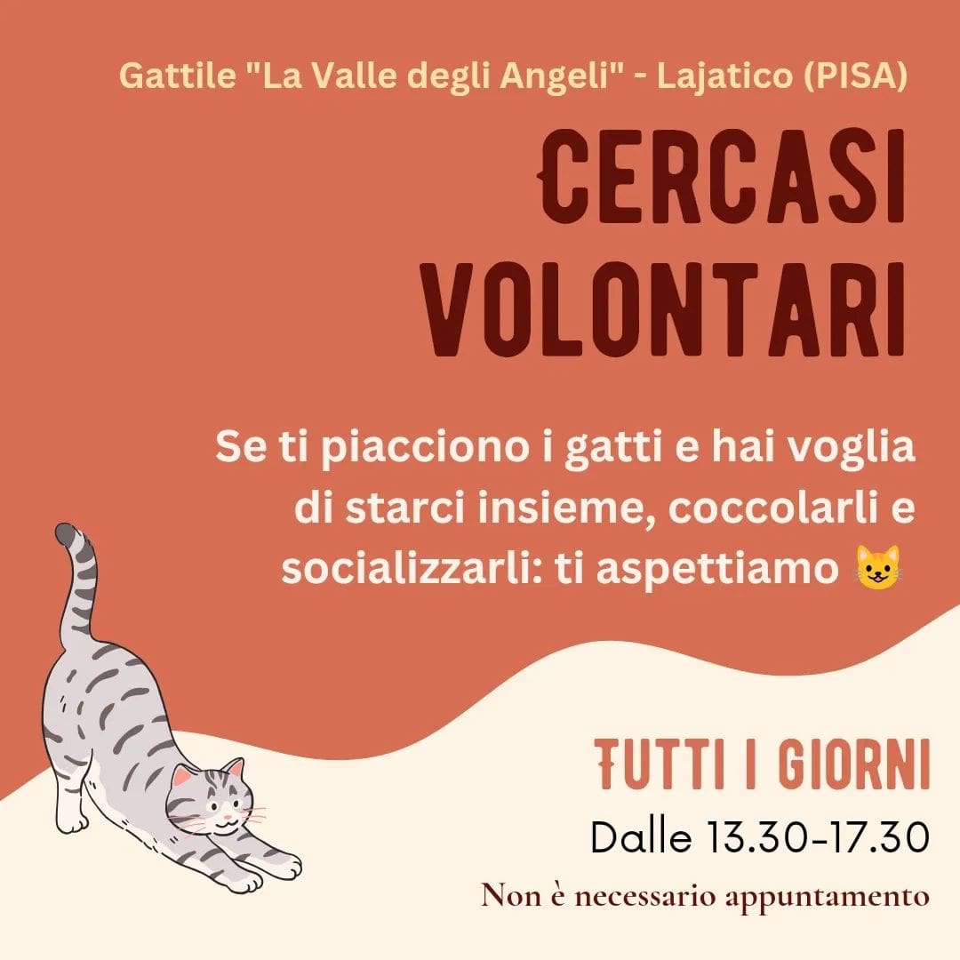 Cercasi Volontari Al Gattile | La Valle Incantata